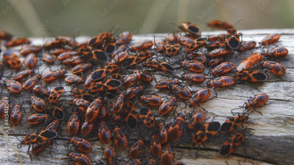 Dense accumulation of insects on tree trunk. Firebug (Pyrrhocoris ...