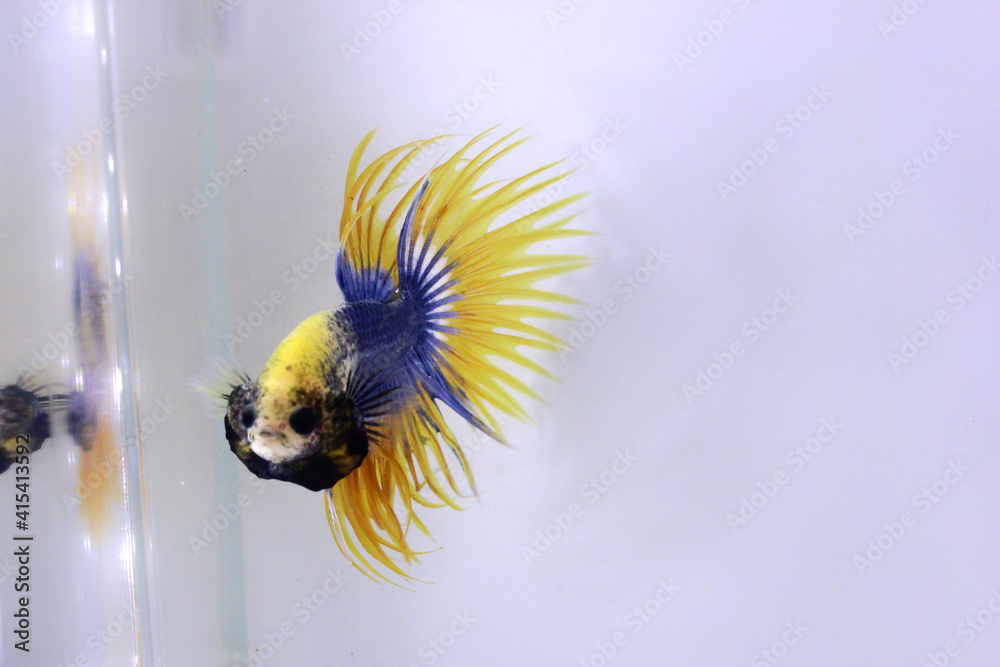blue crowntail betta fish. The betta fish is blue on the body with a ...