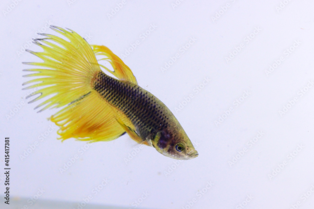 yellow crowntail betta fish. The betta fish is black on the body with a ...