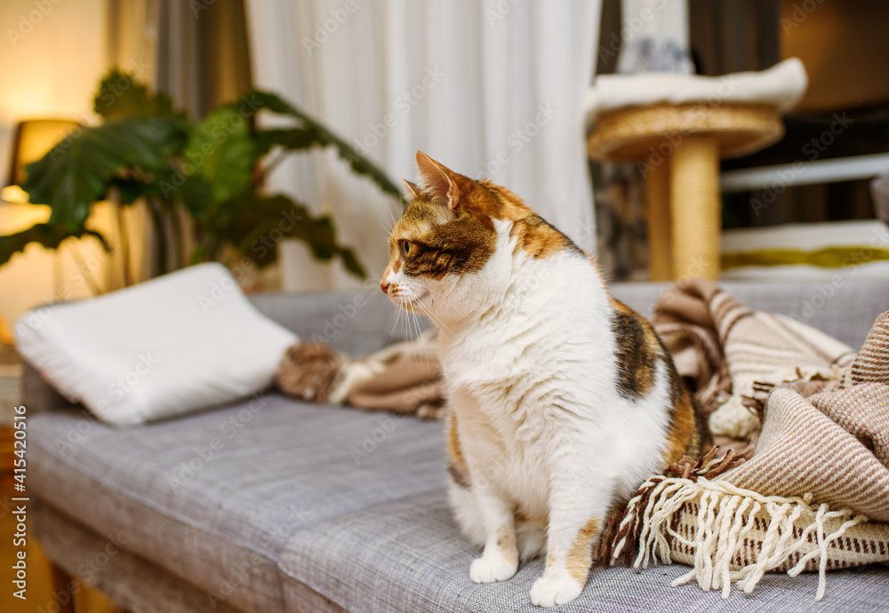 Curious cat on the living room sofa with her cat -tree in the ...