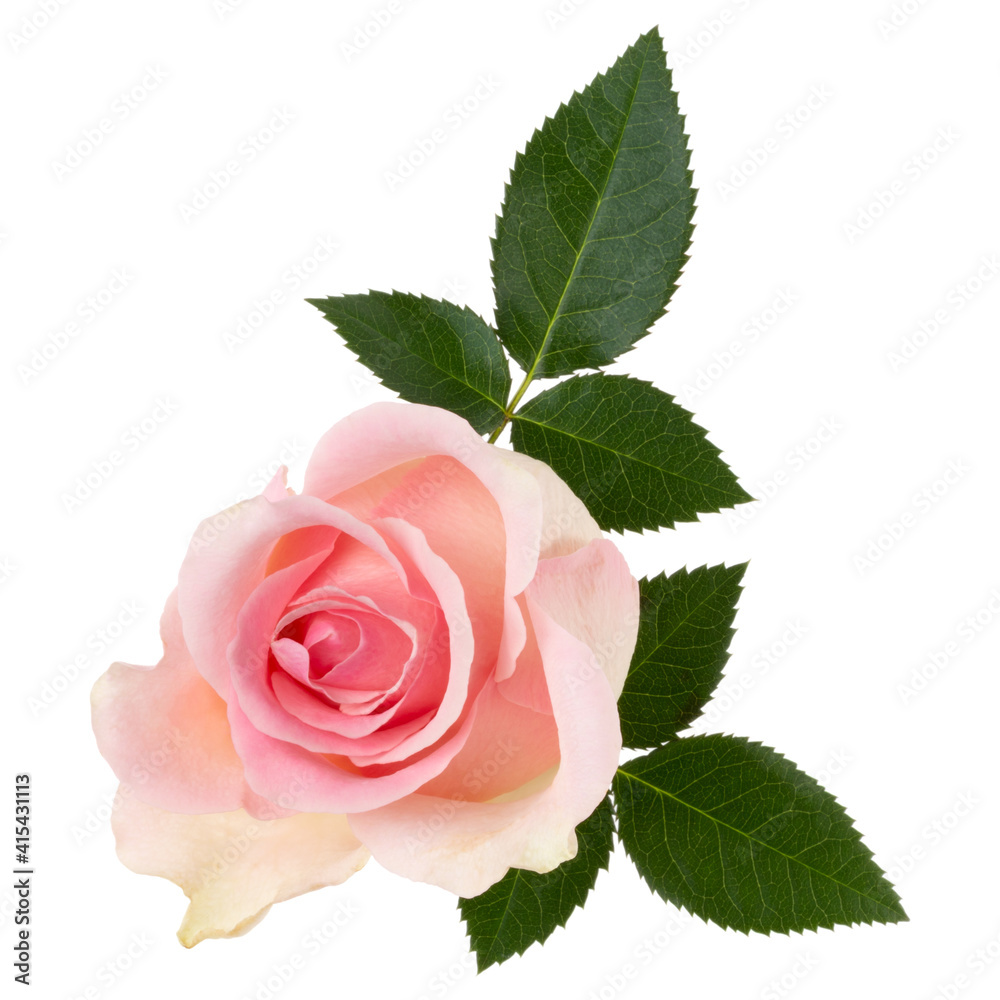 Pink rose isolated over white background closeup. Rose flower head in ...