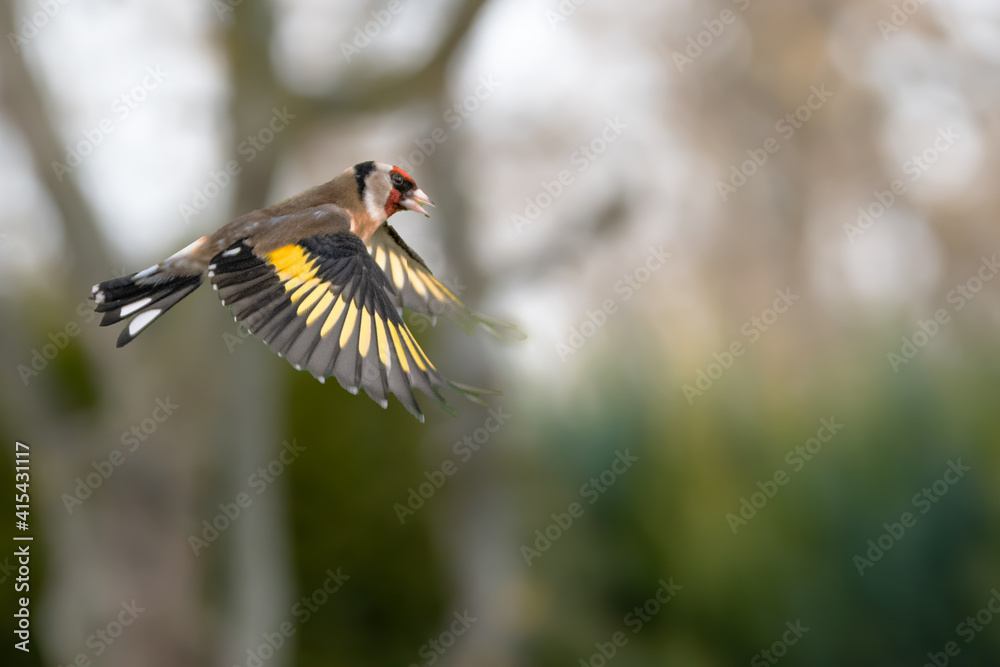 Stieglitz / Distelfink im Flug Stock Photo | Adobe Stock