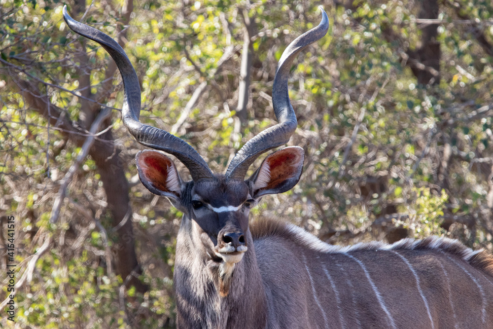 Kudu bull in Mokala National Park, Kimberley, South Africa Stock Photo ...