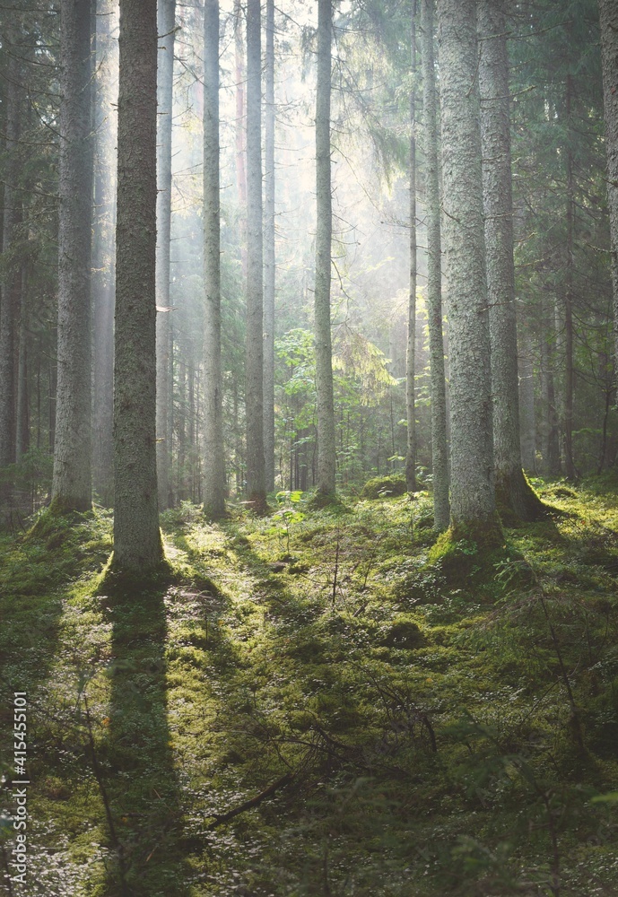 Dark Evergreen Forest