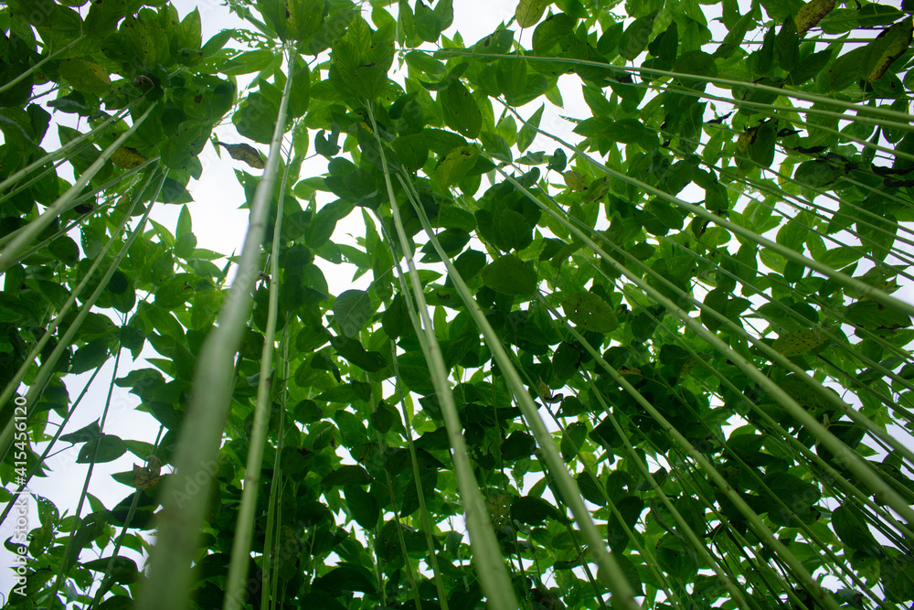Fotka „Huge jute fields. Rows of jute. As if trying to touch the sky ...