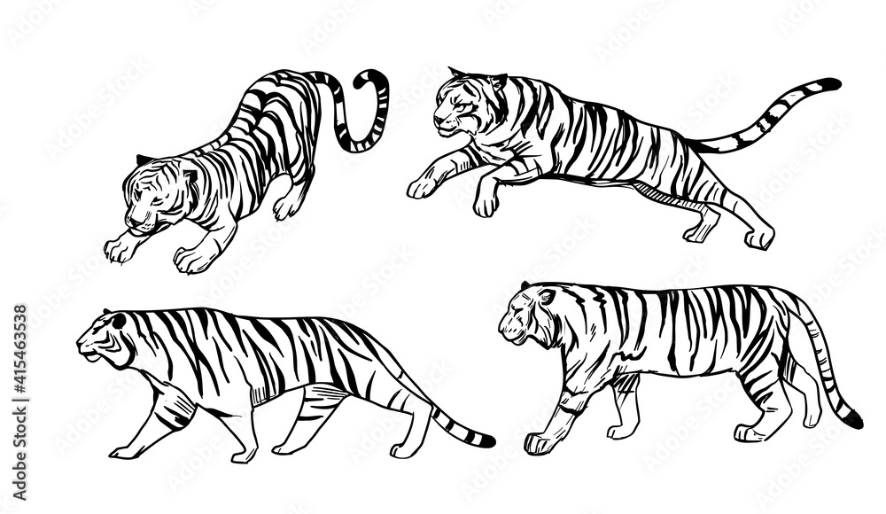 Tiger jump, walking. Set of hand drawn vector skech. Outline ...