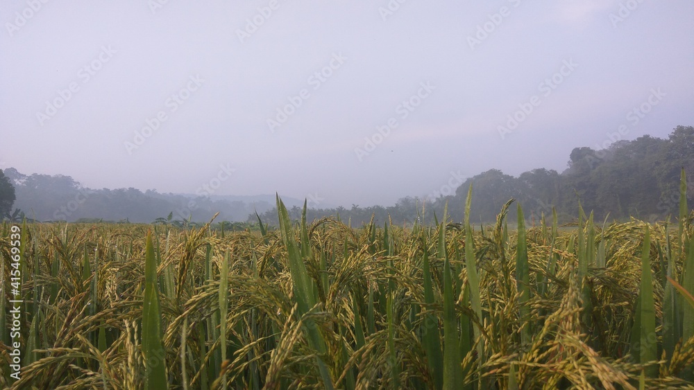 common rice (Oryza sativa), rice fields with palms, Asian Rice Plants ...