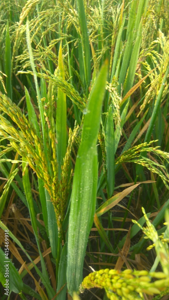 common rice (Oryza sativa), rice fields with palms, Asian Rice Plants ...