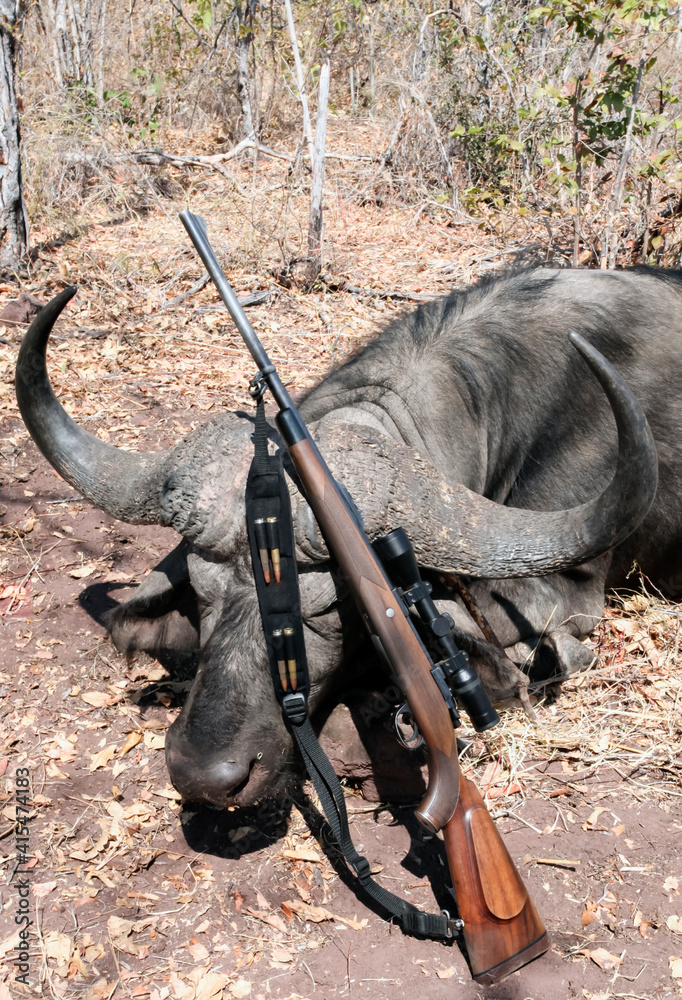 Buffalo hunting trophy with magnificent horns and rifle with cartridges ...