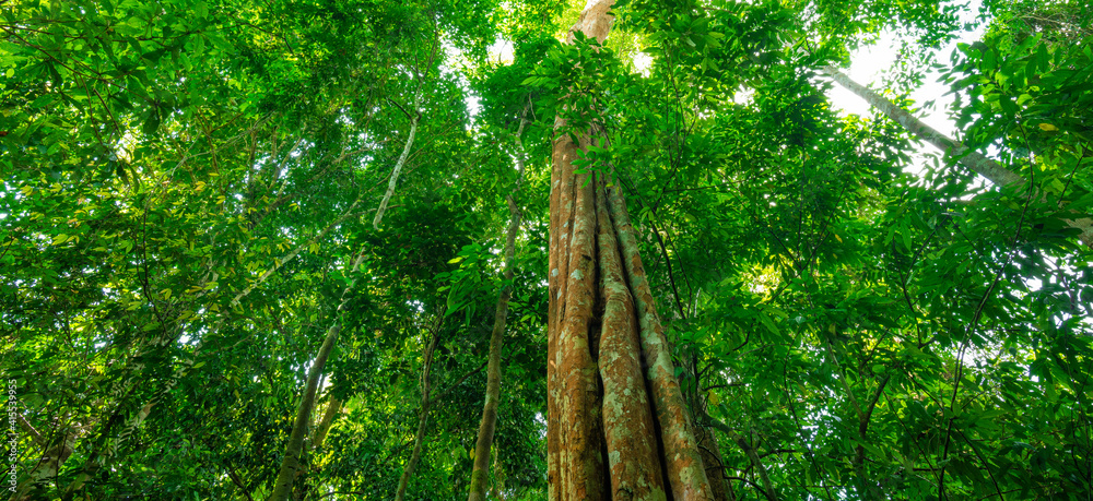 (Selective focus) Stunning view of some tropical trees with beautiful ...
