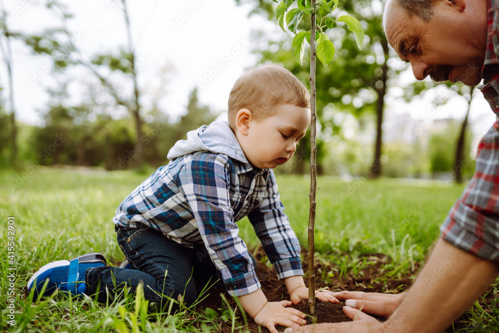 Planting a family tree. Little boy helping his grandfather to plant the ...
