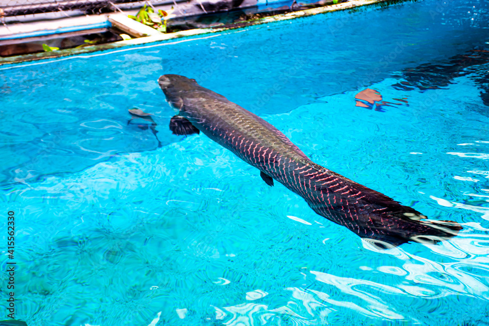 The big Arapaima gigas are swimming. Has a beautiful pattern Black ...