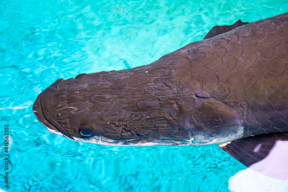 The big Arapaima gigas are swimming. Has a beautiful pattern Black ...
