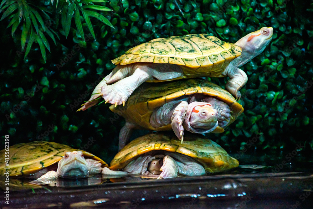 The white turtles stacking themselves on three floors are a miracle ...