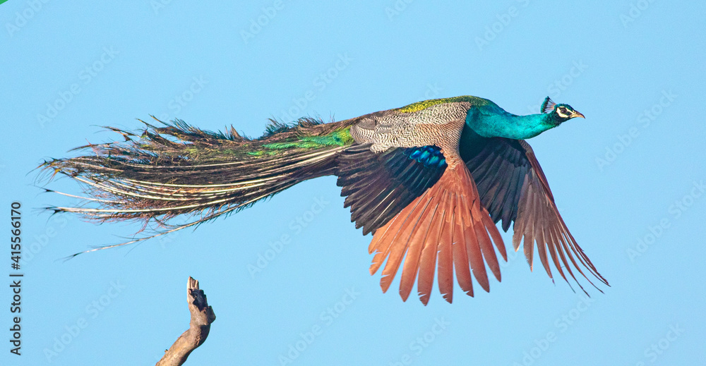 Peacock Flying