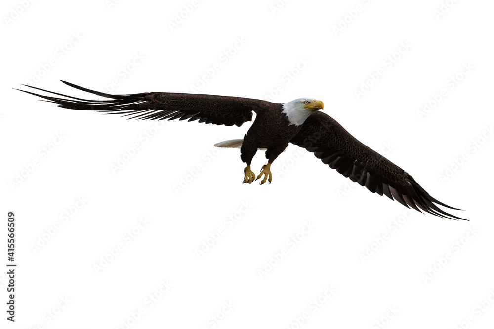 Bald Eagle flying down to land. 3d illustration isolated on white ...