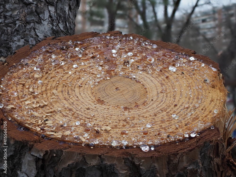 Foto de Corte de árbol supurando sabia pino de parque do Stock | Adobe ...