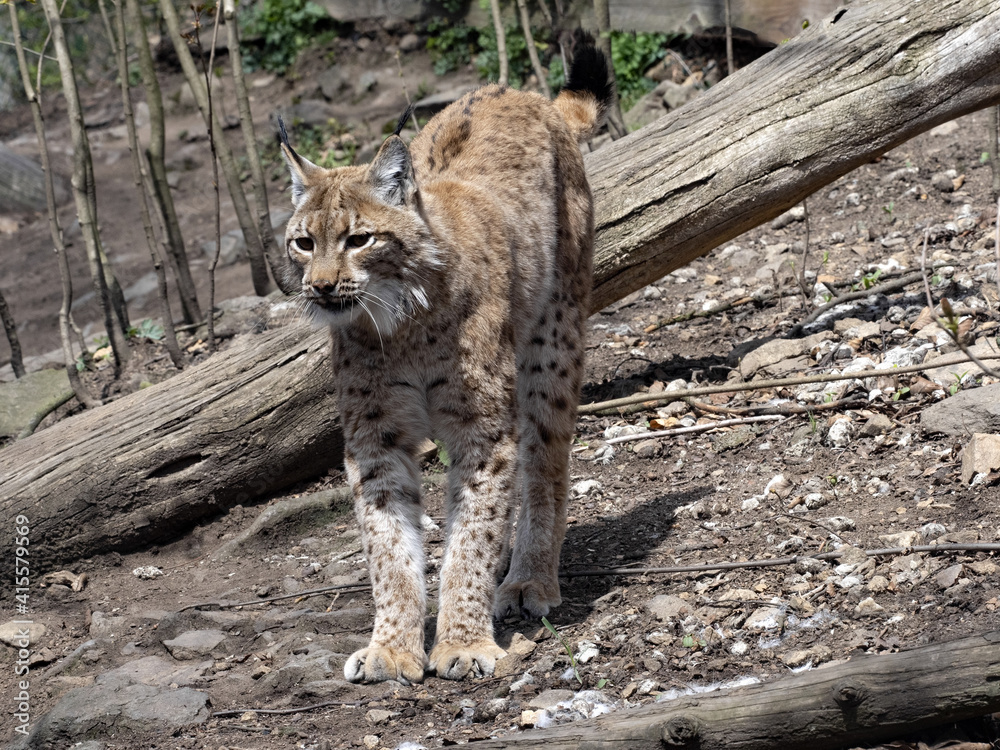 Scandinavian lynx, Lynx lynx lynx, with an angry hump back Stock Photo ...
