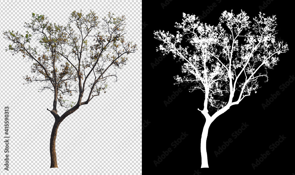 tree on transparent background picture with clipping path Stock Photo ...