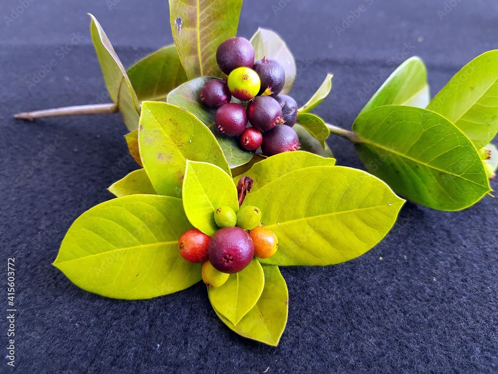 Ixora coccinea fruit (also known as jungle geranium, flame of the woods ...