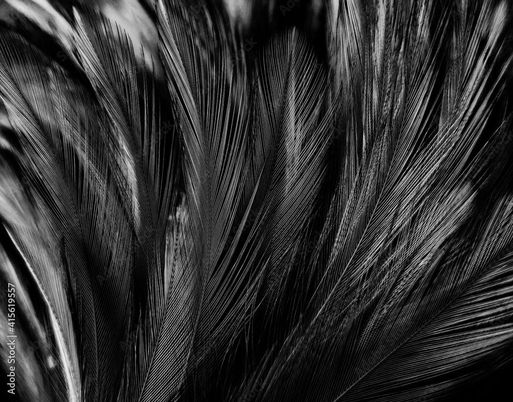 Beautiful abstract black feathers on white background and soft white ...