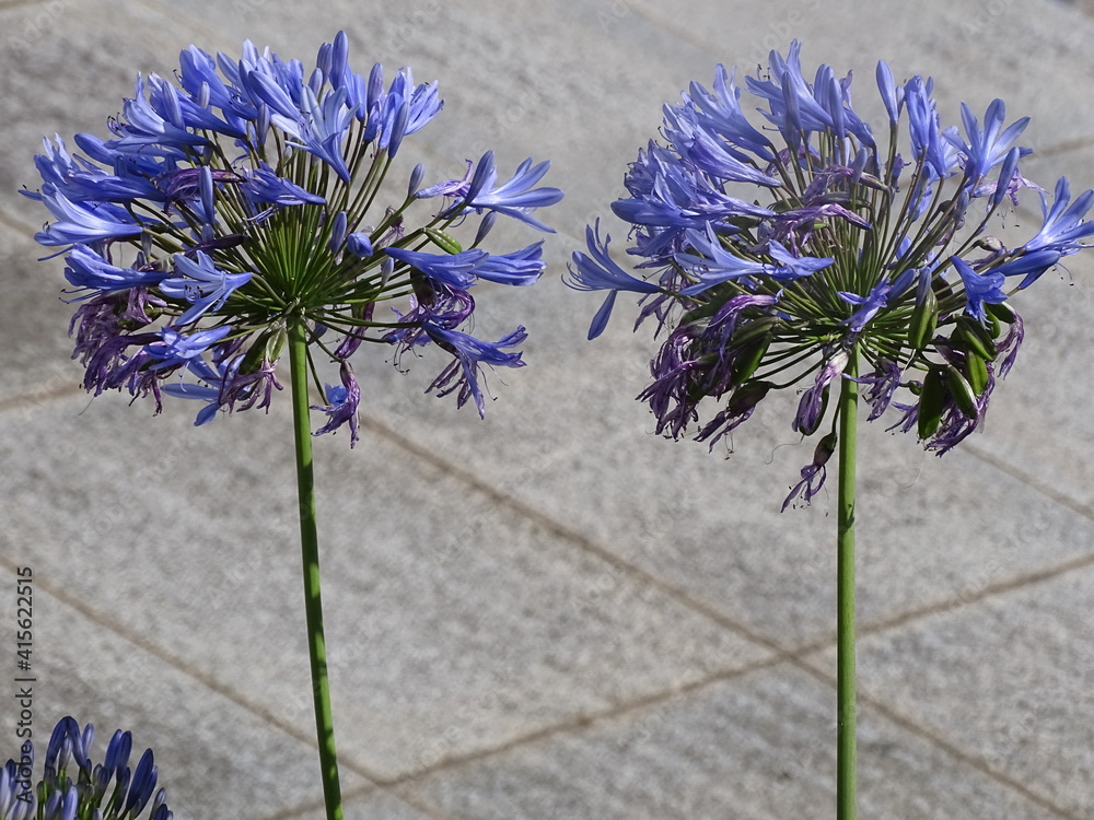 AGAPANTHUS AFRICANUS. AGAPANTO. BLUE AFRICAN LILY. TWO COMPOUND FLOWERS ...