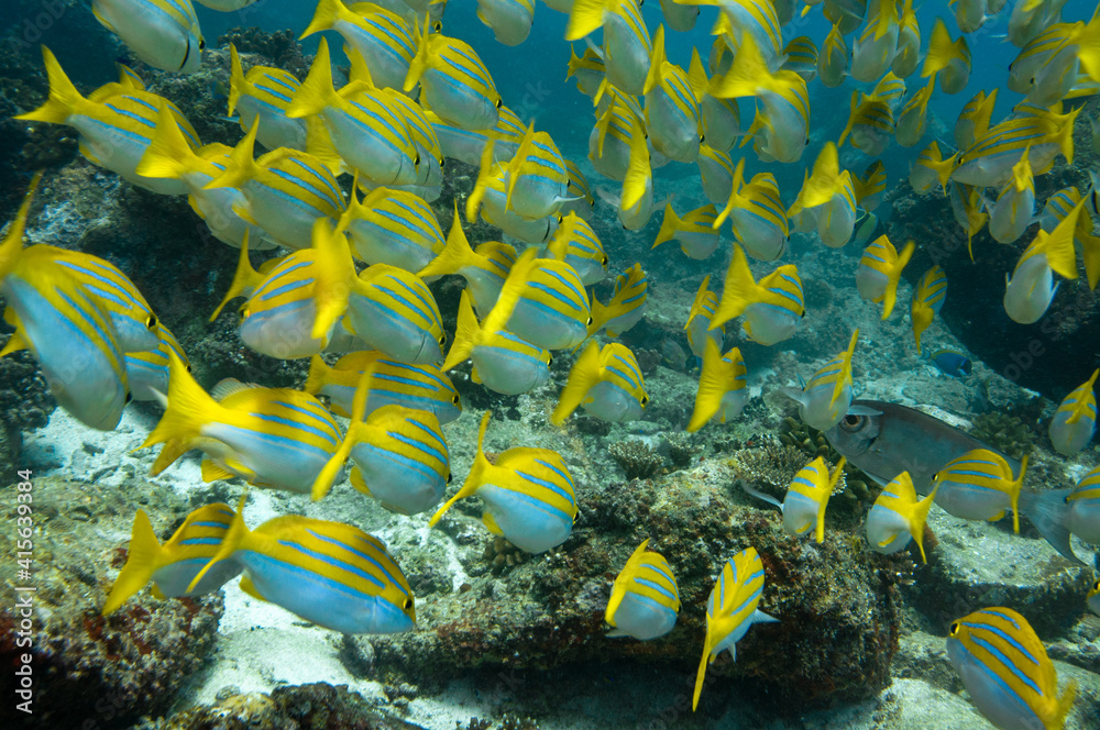 Underwater sea life, School of tropical yellow fish Bengal Snapper ...