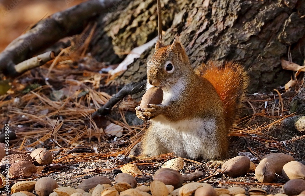 American red smallest squirrel. Wisconsin State Park. Stock Photo ...