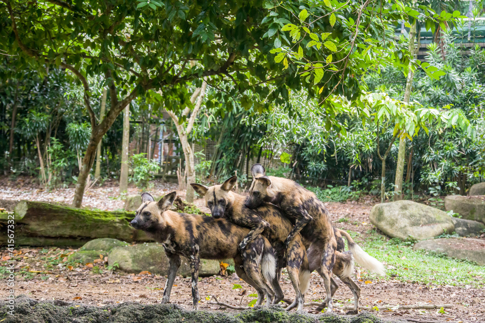 The African wild dog(Lycaon pictus) are mating. It is the largest ...