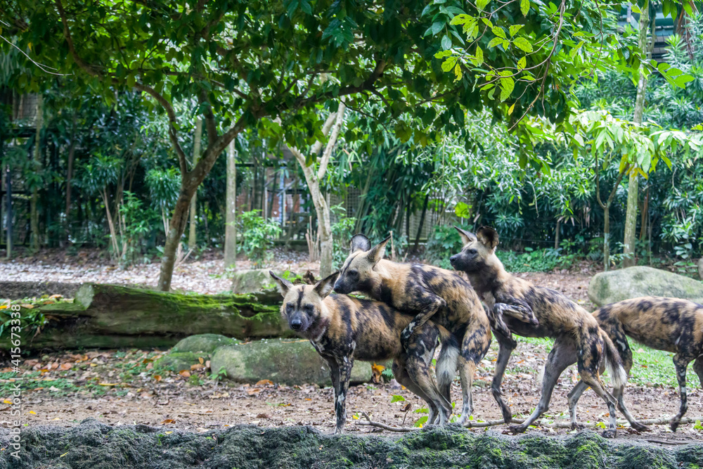Poster The African wild dog(Lycaon pictus) are mating – Wall Art ...