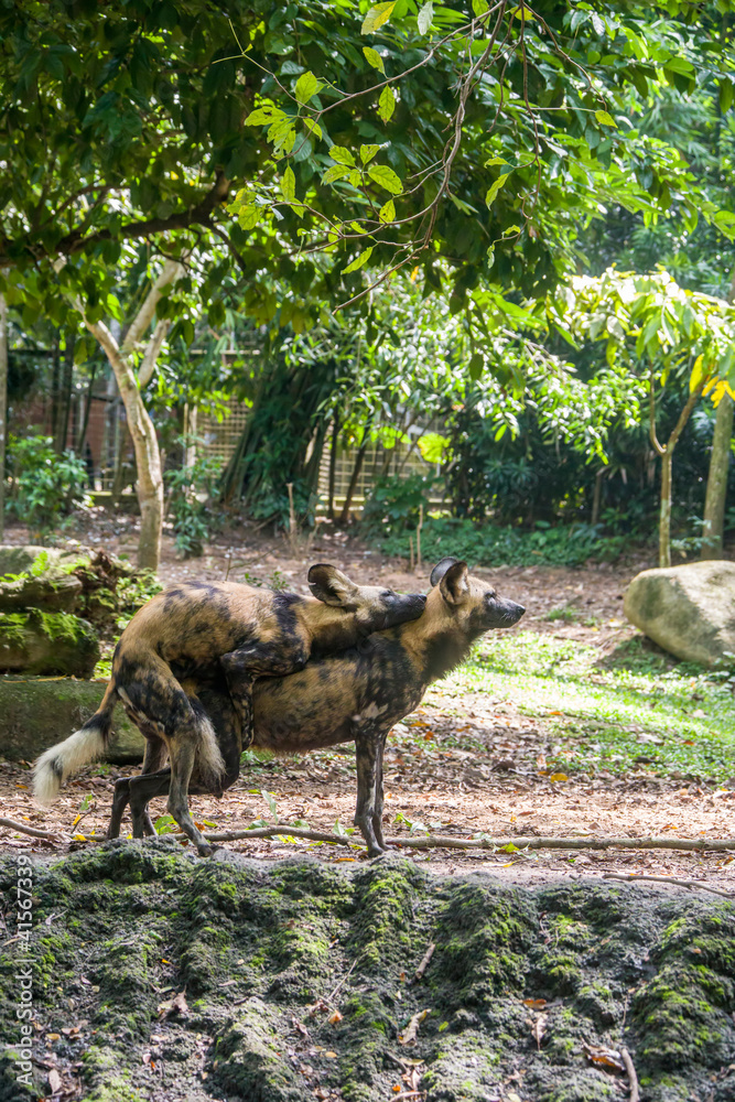 The African wild dog(Lycaon pictus) are mating. It is the largest ...