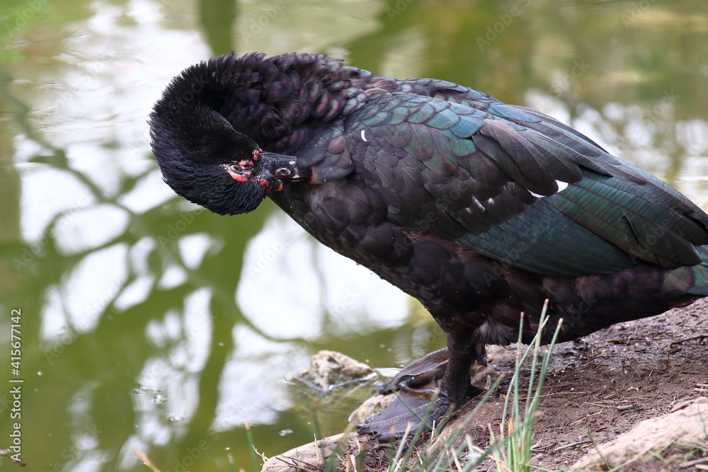 pica pato Stock Photo | Adobe Stock