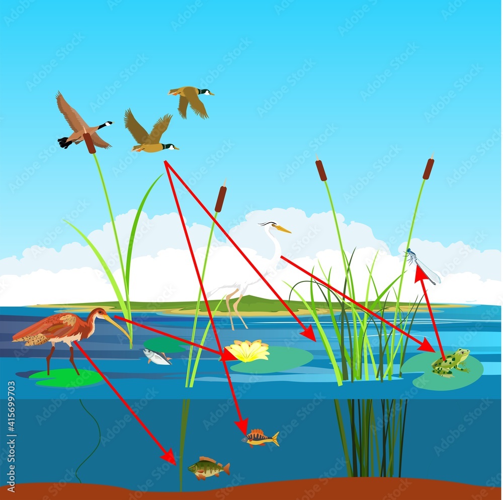 Ecosystem of the rivers and lakes, food chain and other habitants ...