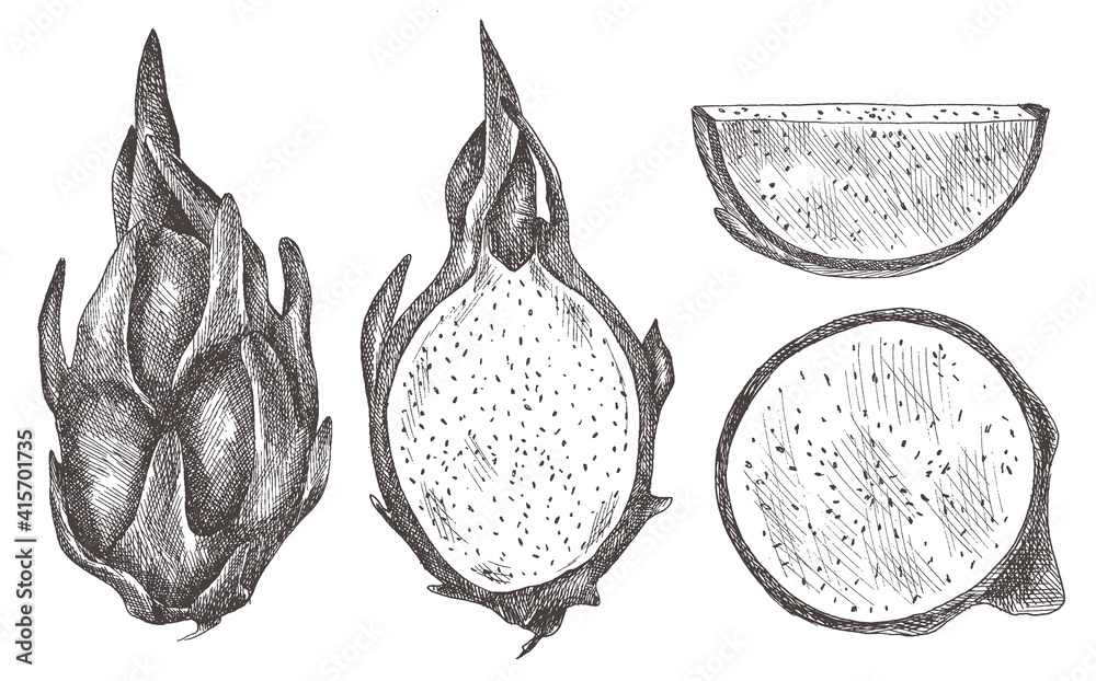 set of dragon fruit, pitaya, pihaya. hand-drawn. vector illustration in ...