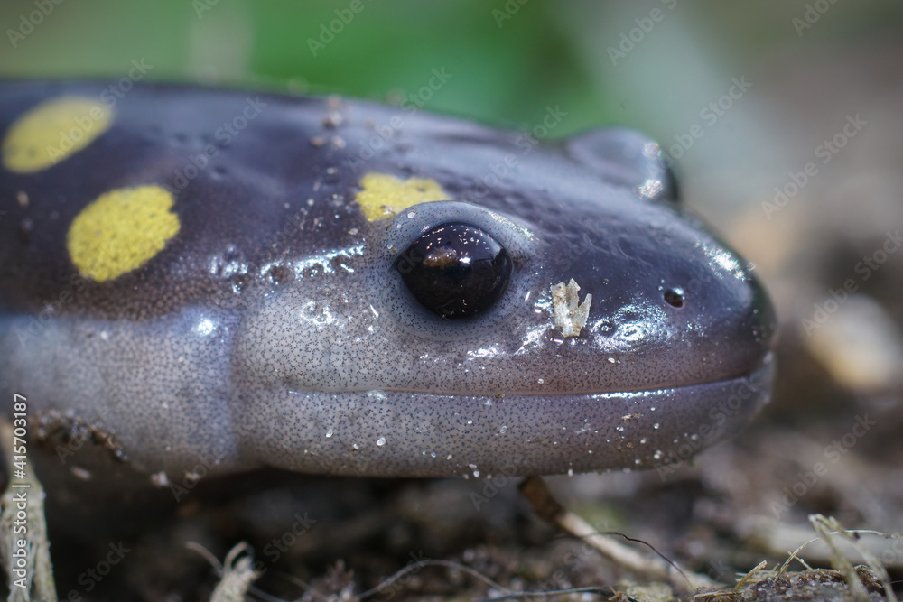 Closeup of the head of a male spotted salamander , Ambystoma maculatum ...