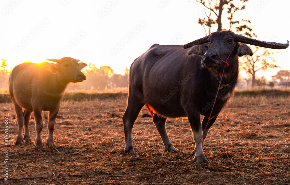 Swamp buffalo at a harvested rice field in Thailand. Buffalo mother and ...