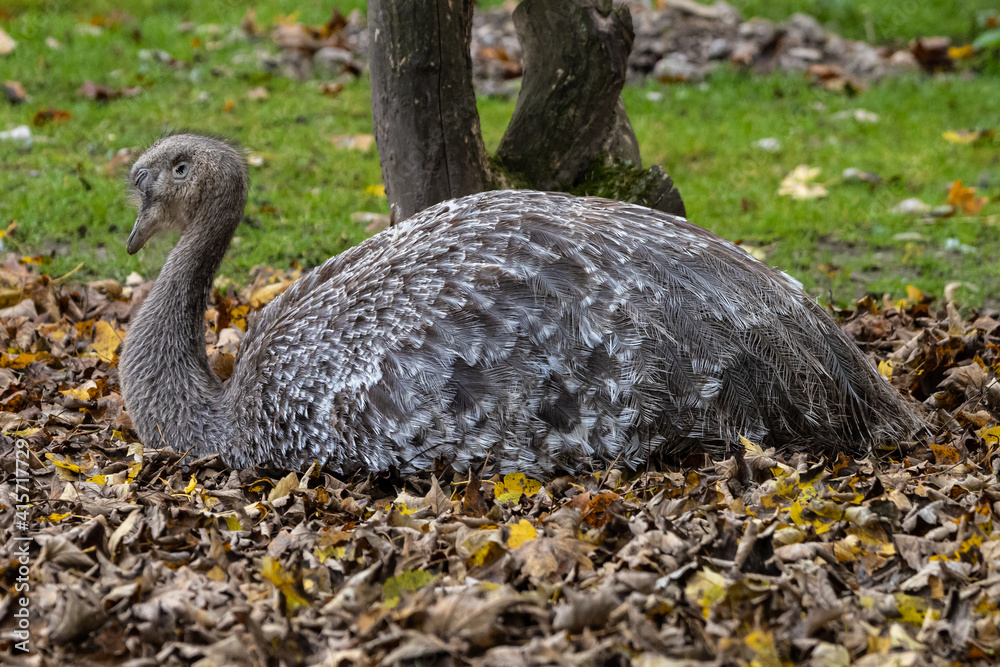 Darwin's rhea, Rhea pennata also known as the lesser rhea. Stock Photo ...