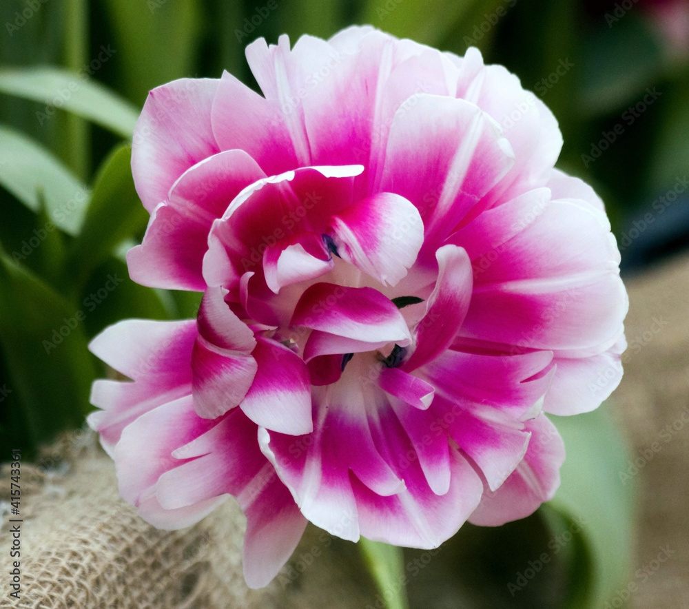 Fluffy pink tulip flower close up in spring city field. Pink purple ...