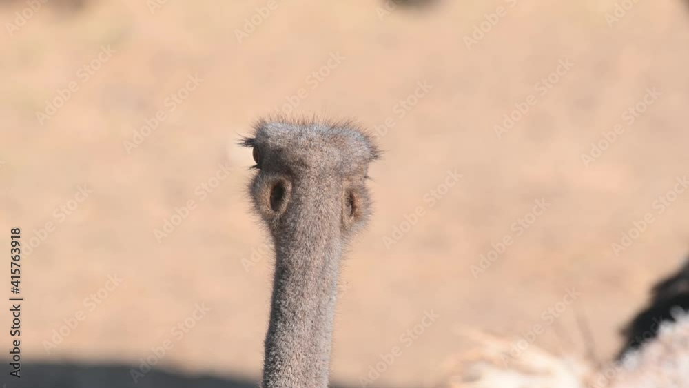 Common Ostrich, Struthio camelus, Africa; close-up of the back of its ...