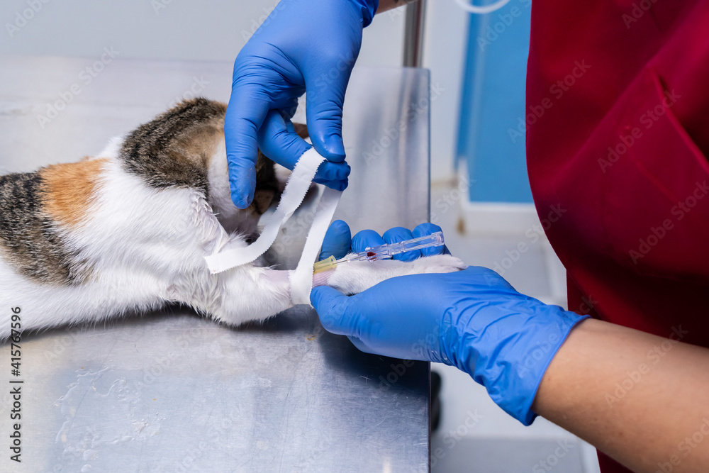 Veterinarian placing an intravenous catheter in a sedated Stock Photo ...