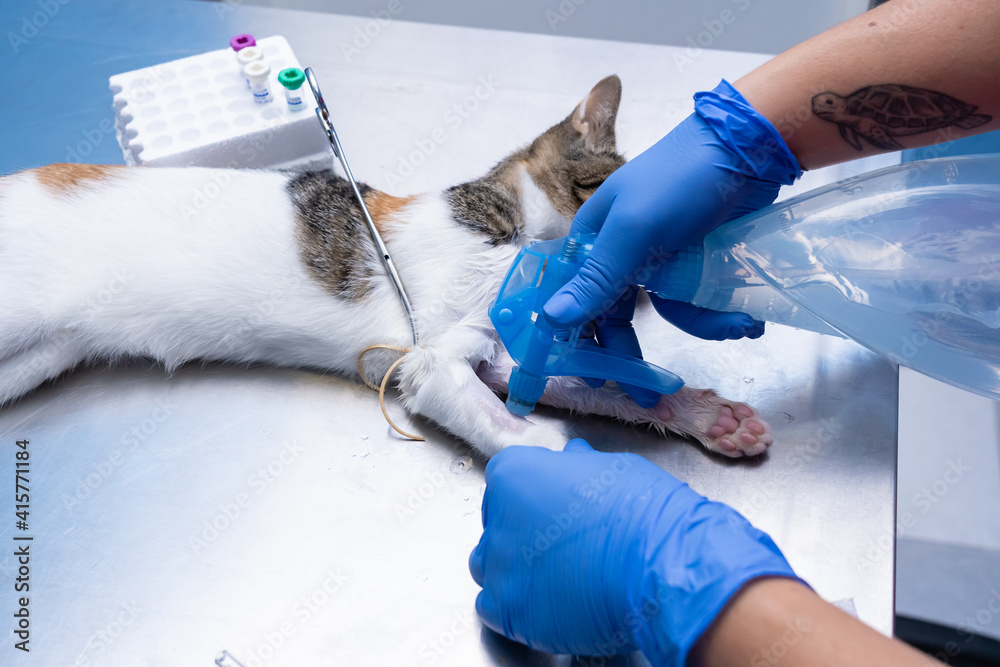 Veterinarian placing an intravenous catheter in a sedated foto de Stock ...