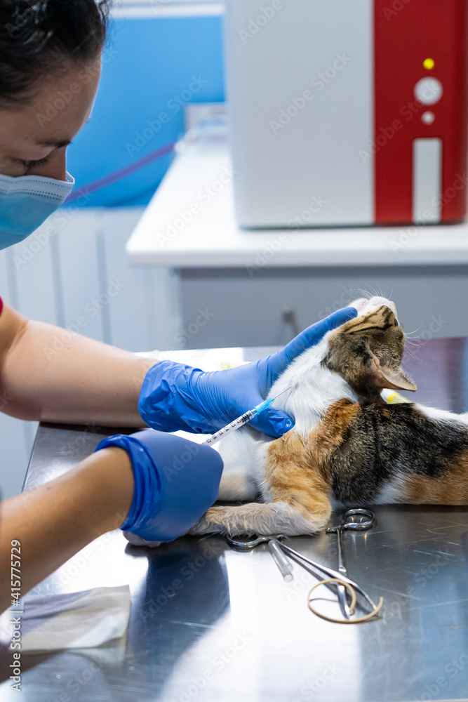 Veterinarian drawing blood from a cat Stock Photo | Adobe Stock
