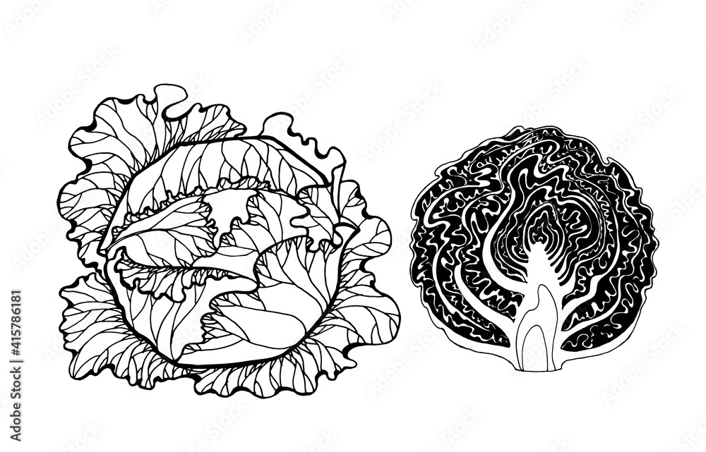 Vector drawing of white cabbage by hand lines, cut in half cabbage ...