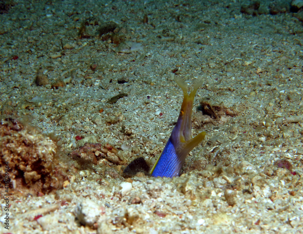 Ribbon eel also known as a Leaf-nosed moray eel Boracay Philippines ...