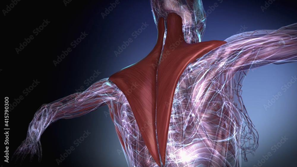 3d rendered illustration of Female Muscular Trapezius. High quality 3d ...