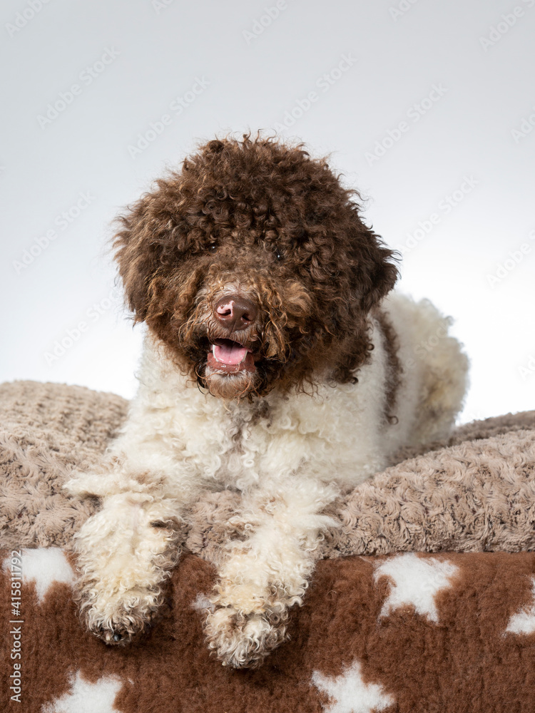 Lagotto romagnolo dog portrait. Image taken in a studio. Dog breed also ...