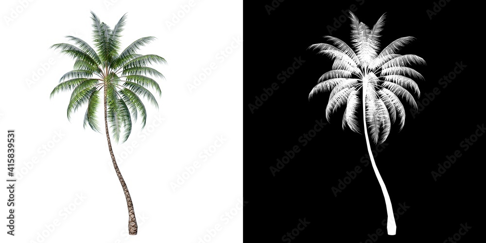 3d Coconut Tree Png