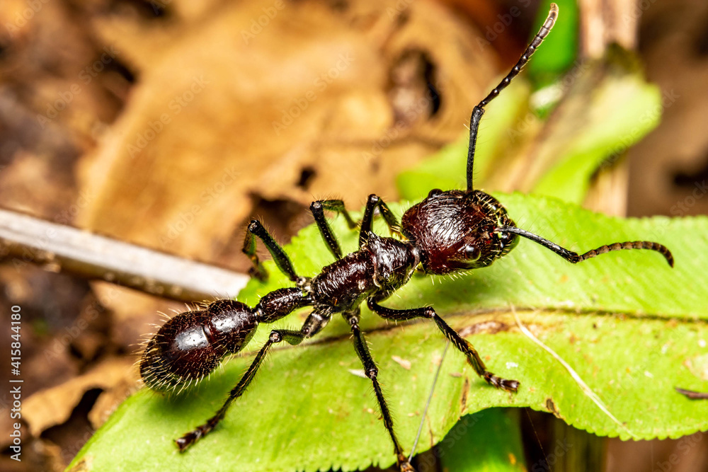 bullet ant paraponera clavata Stock Photo | Adobe Stock