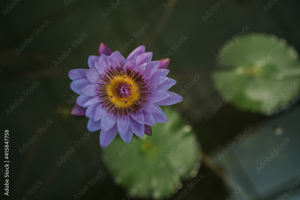 Nymphaea nouchali var caerulea in Queen Sirikit botanical garden in ...