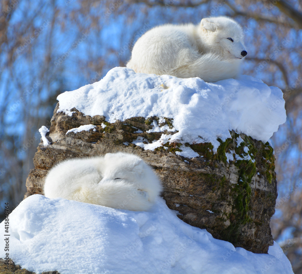 In winter arctic fox (Vulpes lagopus), also known as the white, polar ...